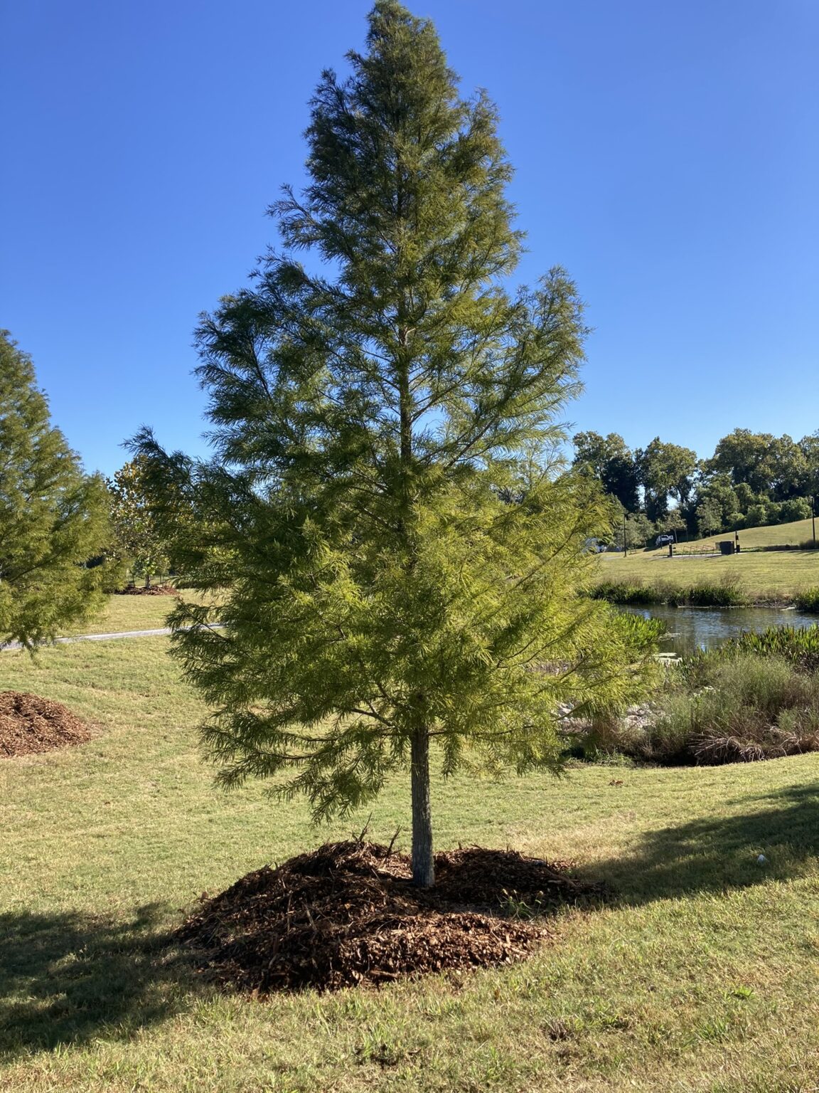 The Joyful Art of Young Tree Pruning – Moncus Park