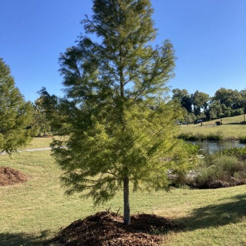 Gallery – Moncus Park