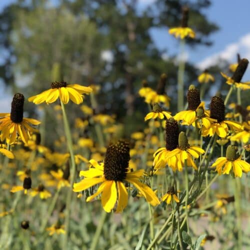 Gallery – Moncus Park