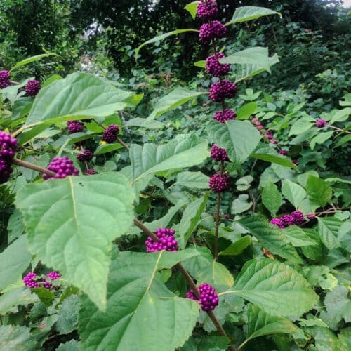 Gallery – Moncus Park