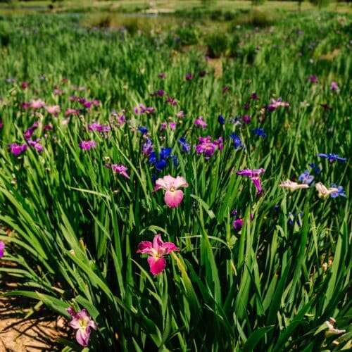 Gallery – Moncus Park