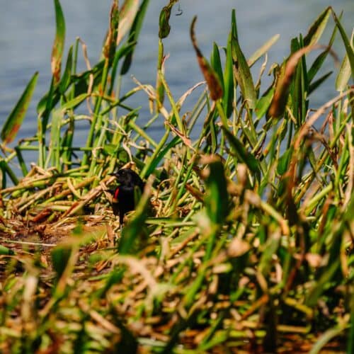 Gallery – Moncus Park